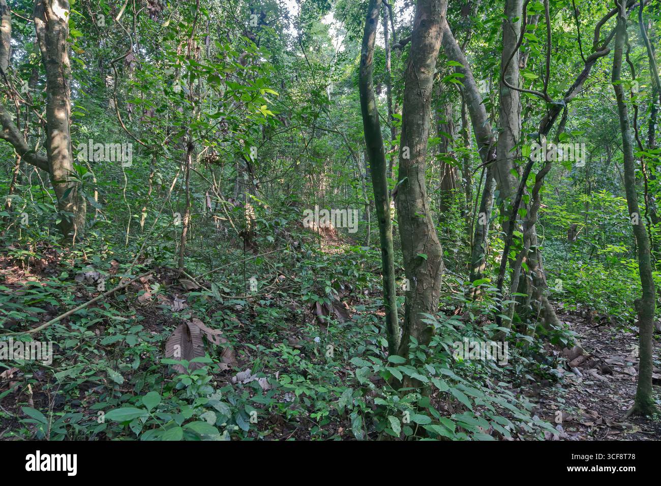 Budongo forest hi-res stock photography and images - Alamy