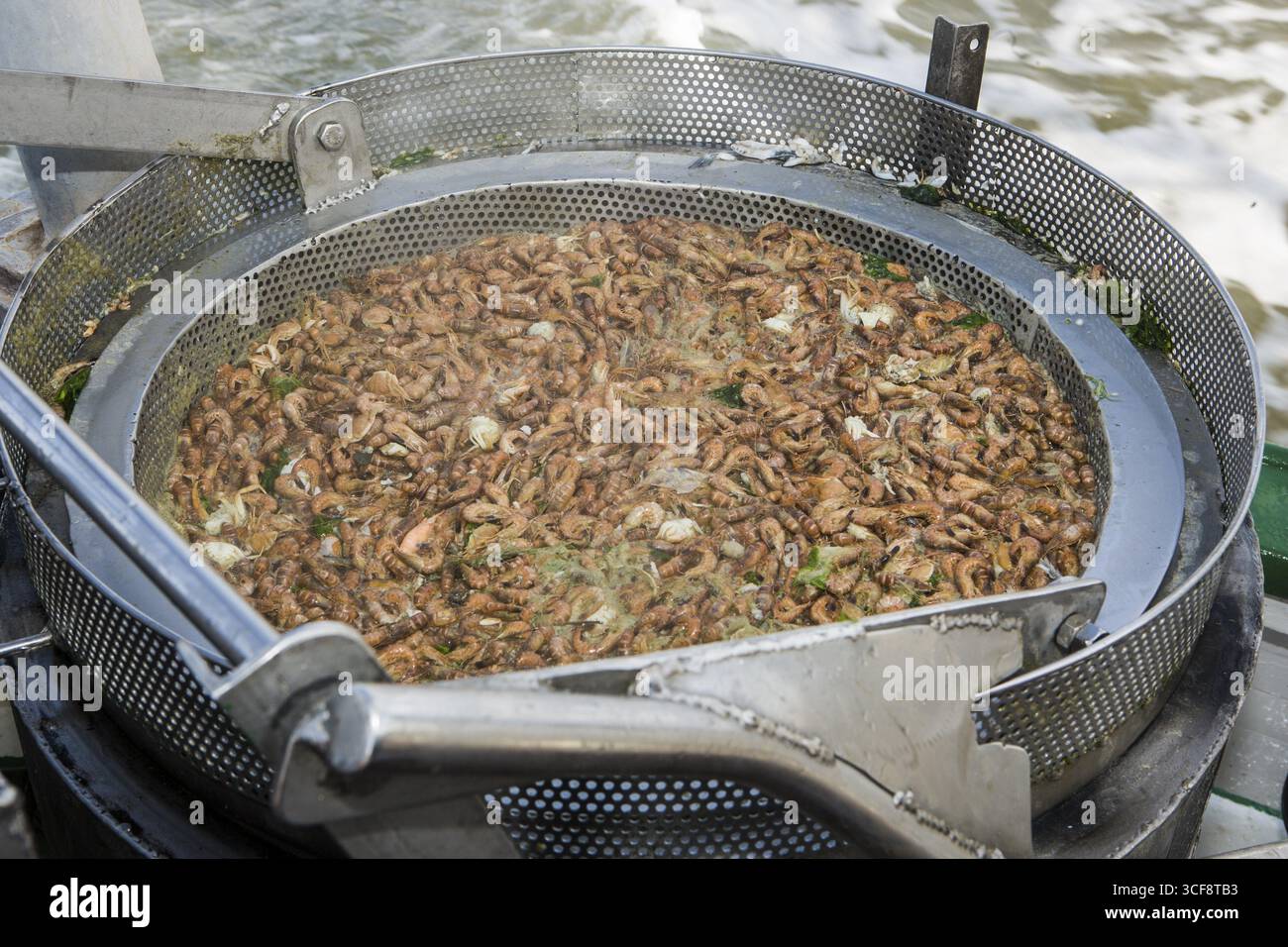 Processing crabs on a shrimp trawler, North Sea, Dithmarschen ...