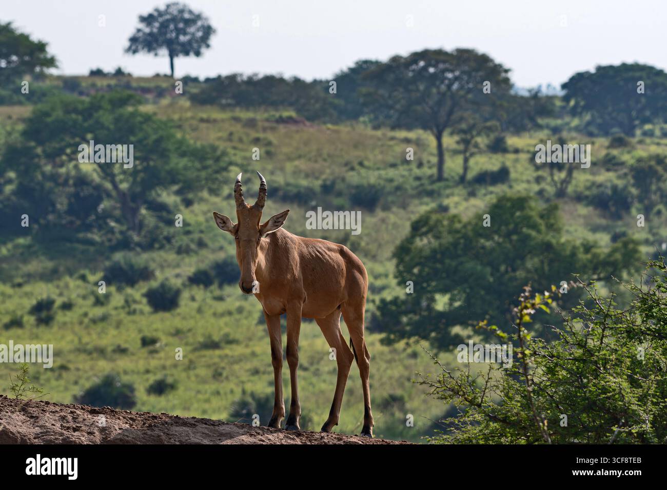 Kongoni in its environment hi-res stock photography and images - Alamy