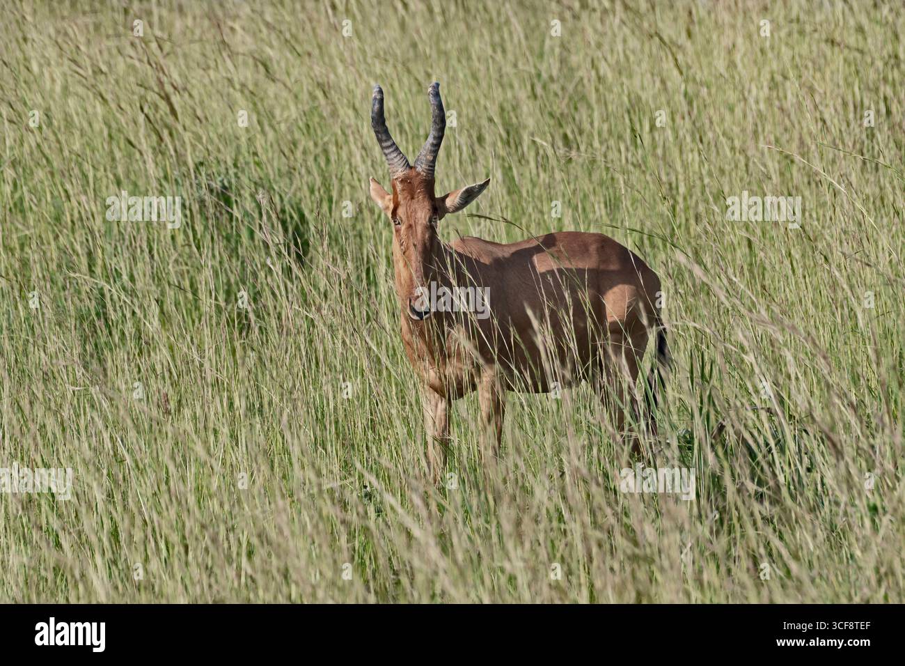 Kongoni in high grass hi-res stock photography and images - Alamy