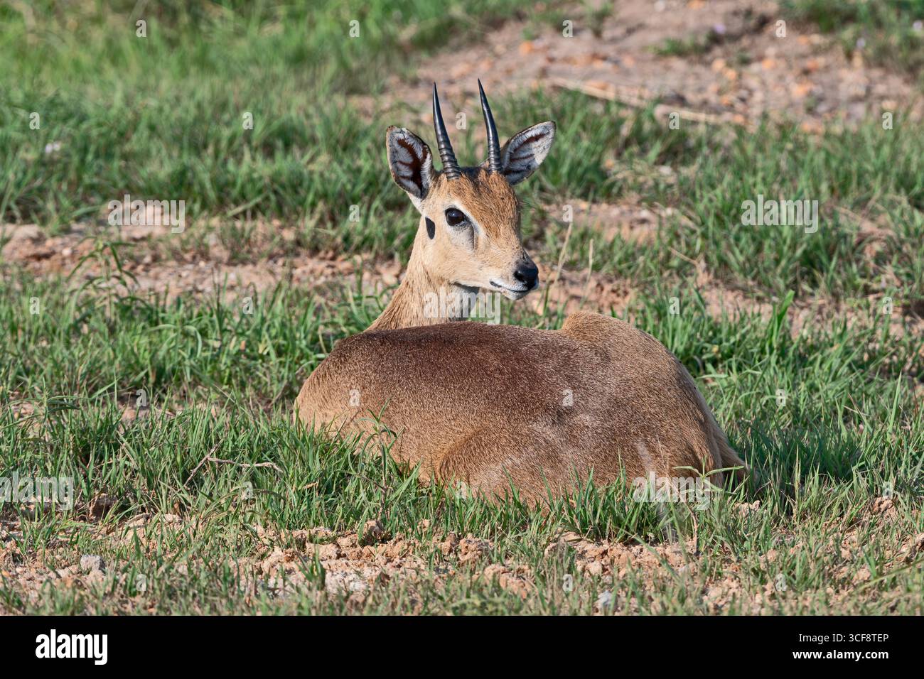 Ourebia ourebi, Oribi Stock Photo - Alamy