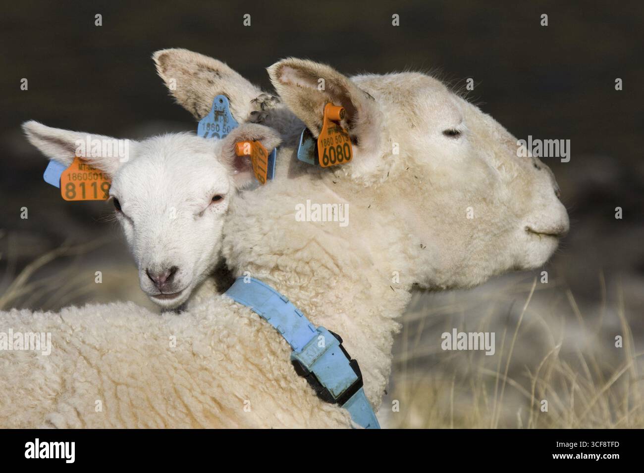 Sheep, domestic sheep, domesticated mouflon, (Ovis aries), animals ...