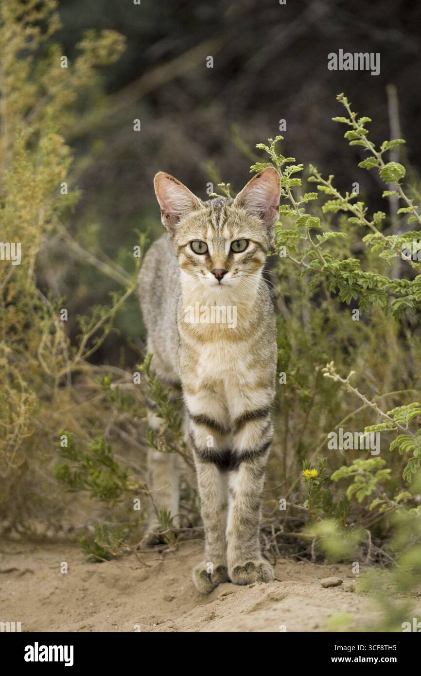 African wild cat, (Felis lybica), Animals, Mammals, Africa, m Stock ...