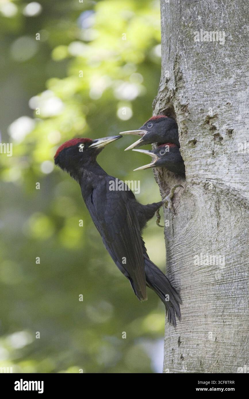 A black woodpecker feeds young birds at the breeding den, Young birds ...