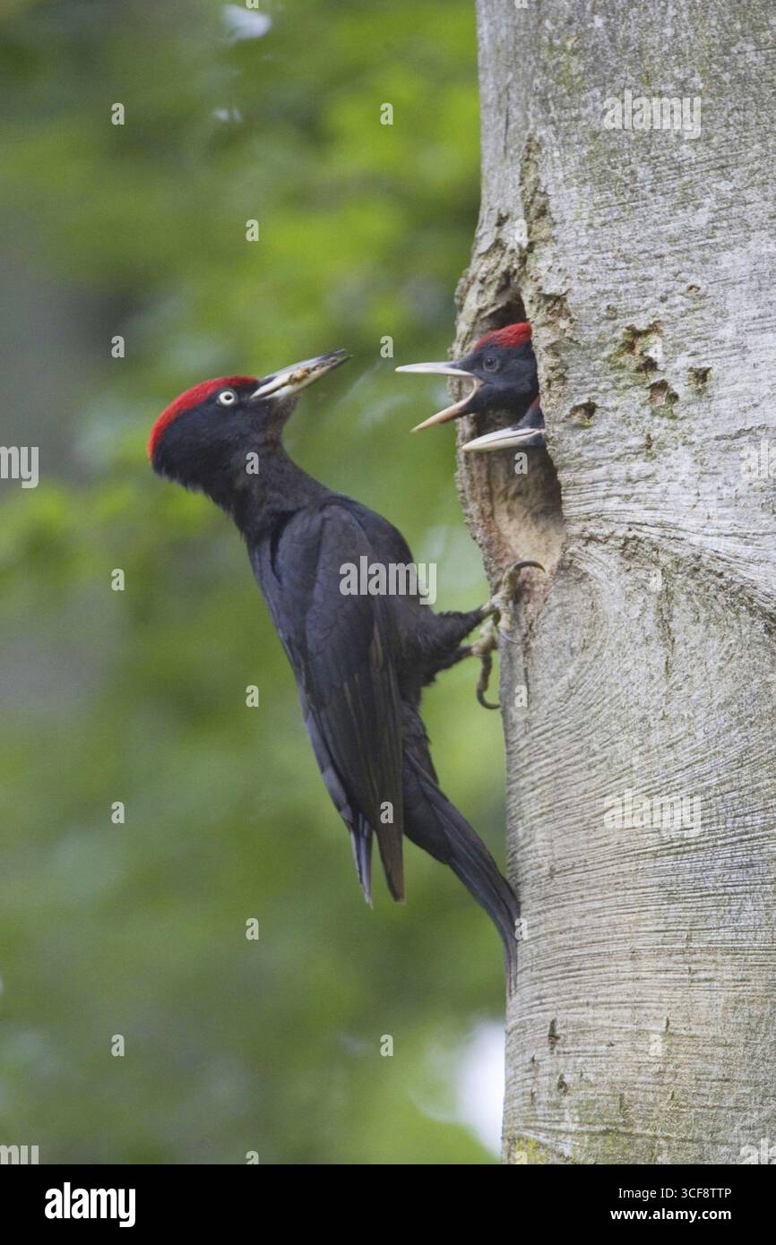 A black woodpecker feeds young birds at the breeding den, Young birds ...