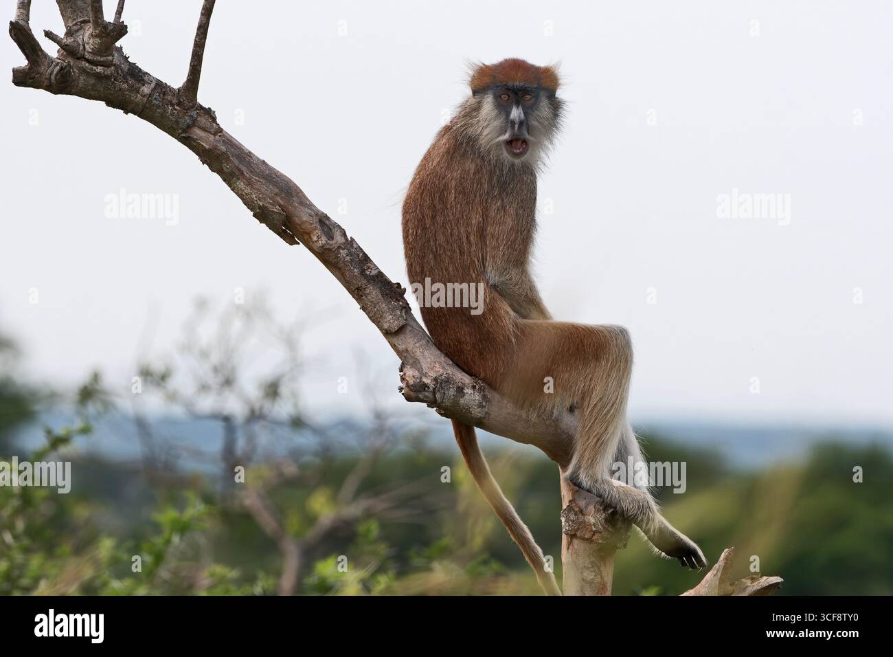 Common monkeys hi-res stock photography and images - Alamy