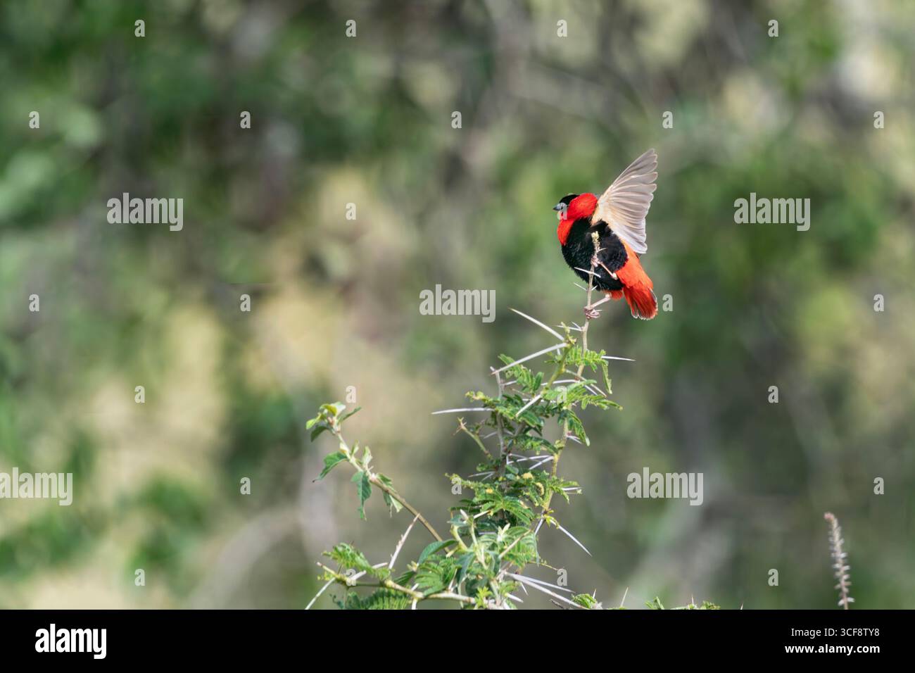 Orix wildlife hi-res stock photography and images - Alamy