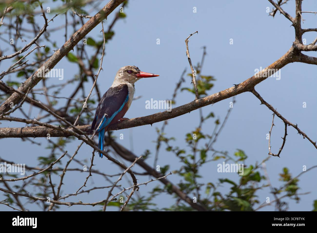 Grey headed kingfisher in its environment hi-res stock photography and ...