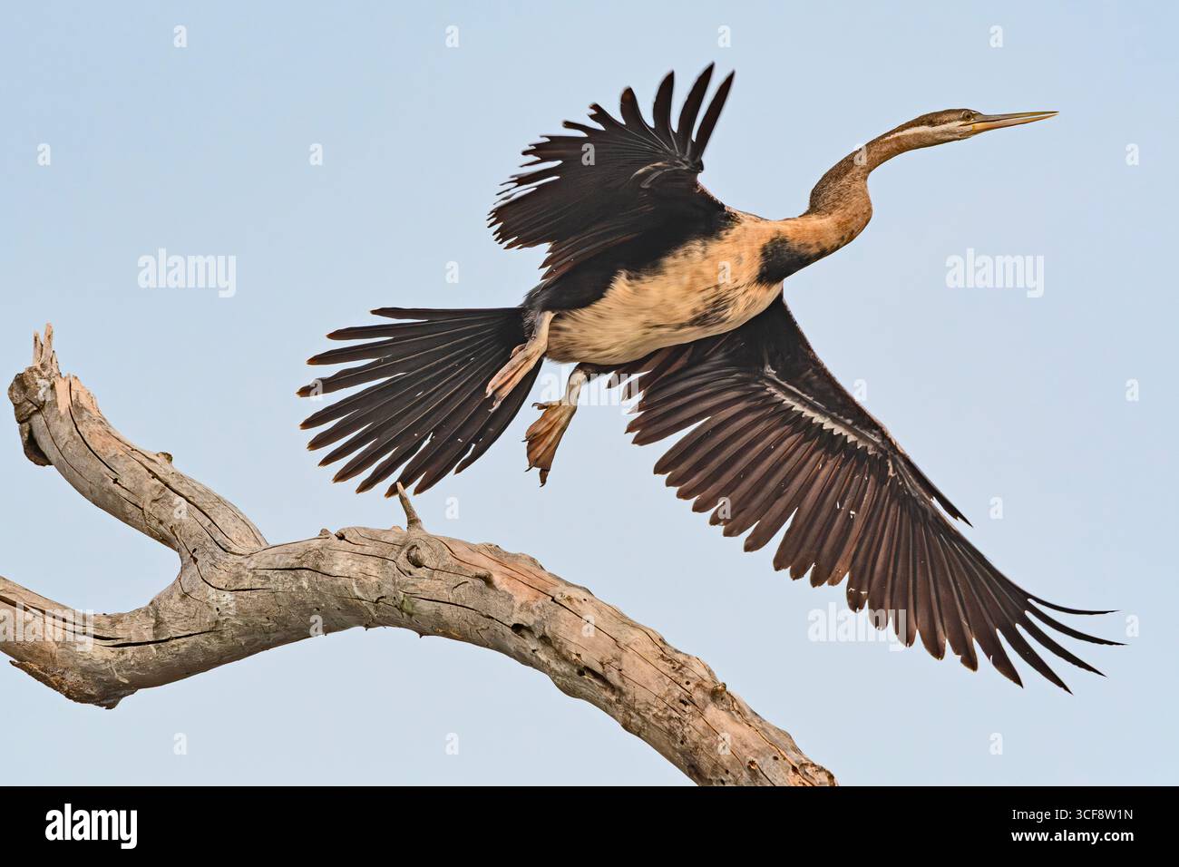 Oper wings hi-res stock photography and images - Alamy