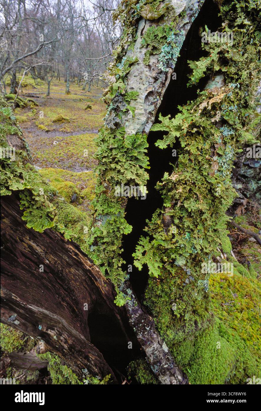 Tree Lungwort Lichen (Lobaria pulmonaria) growing on the trunk of a ...
