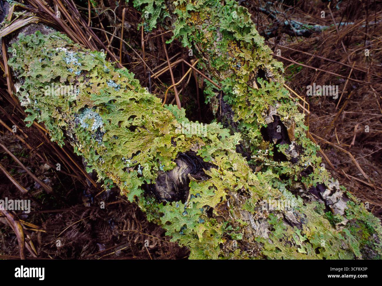 Largest lichen species hi-res stock photography and images - Alamy