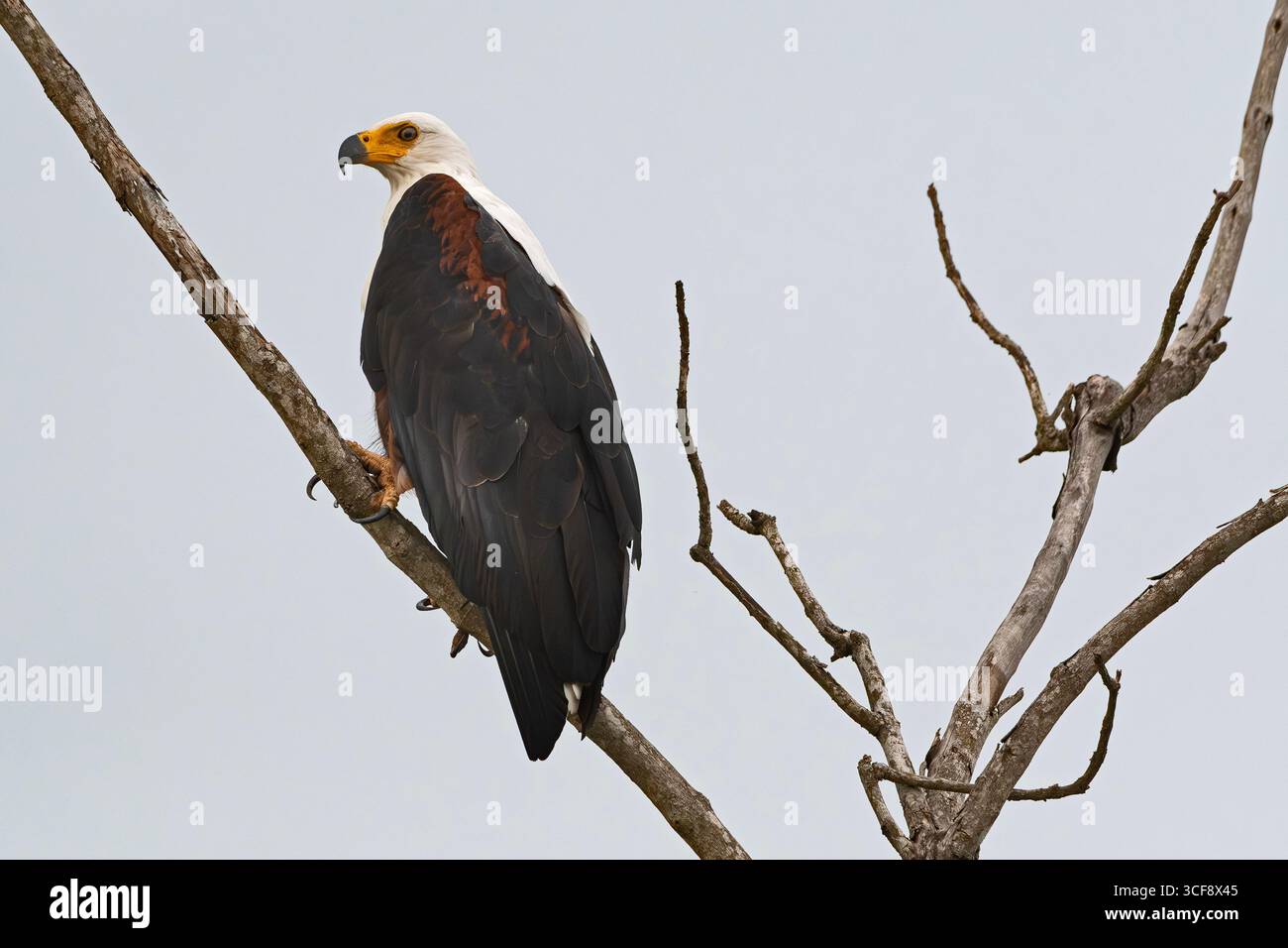 African fish eagle behavior hi-res stock photography and images - Alamy