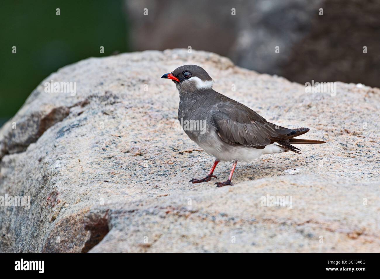 Grey pratincole hi-res stock photography and images - Alamy