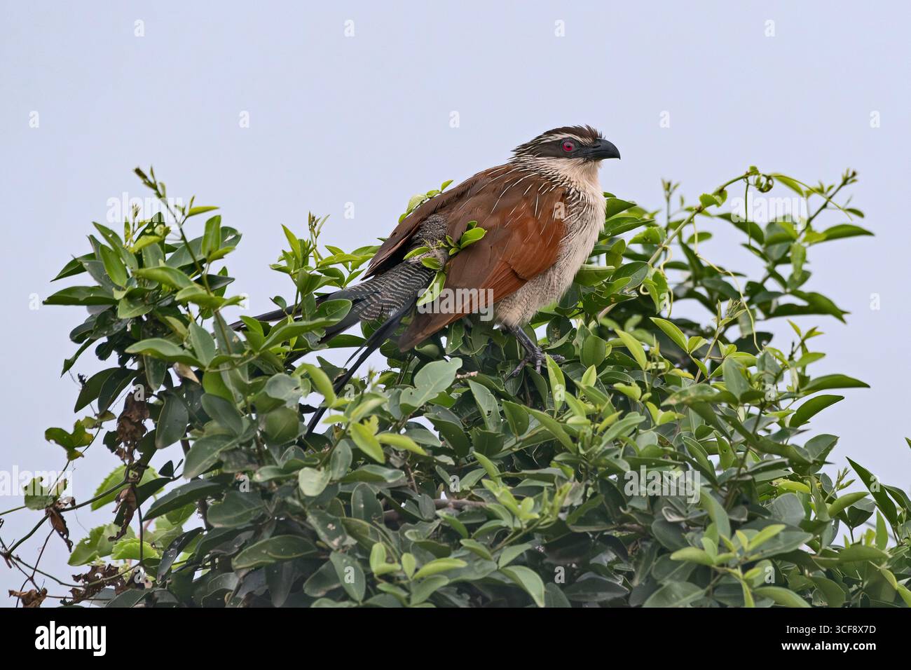 African coucals hi-res stock photography and images - Alamy