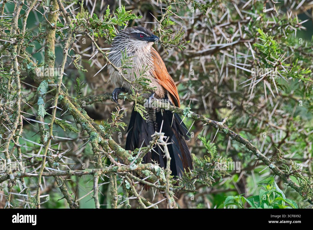 African coucals hi-res stock photography and images - Alamy