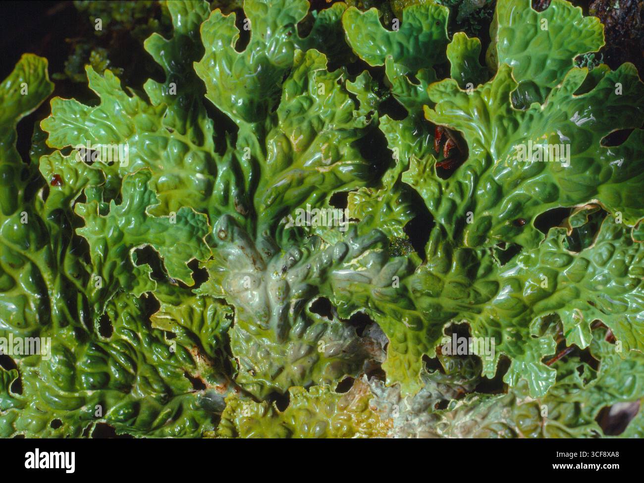 Tree Lungwort Lichen (Lobaria pulmonaria) growing on the trunk of a ...