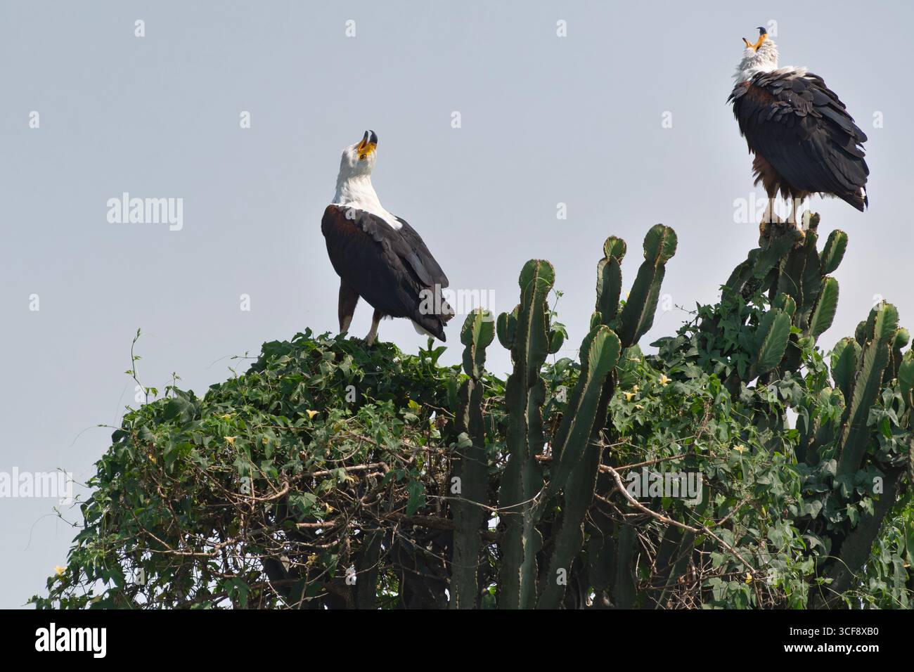 African fish eagle behavior hi-res stock photography and images - Alamy