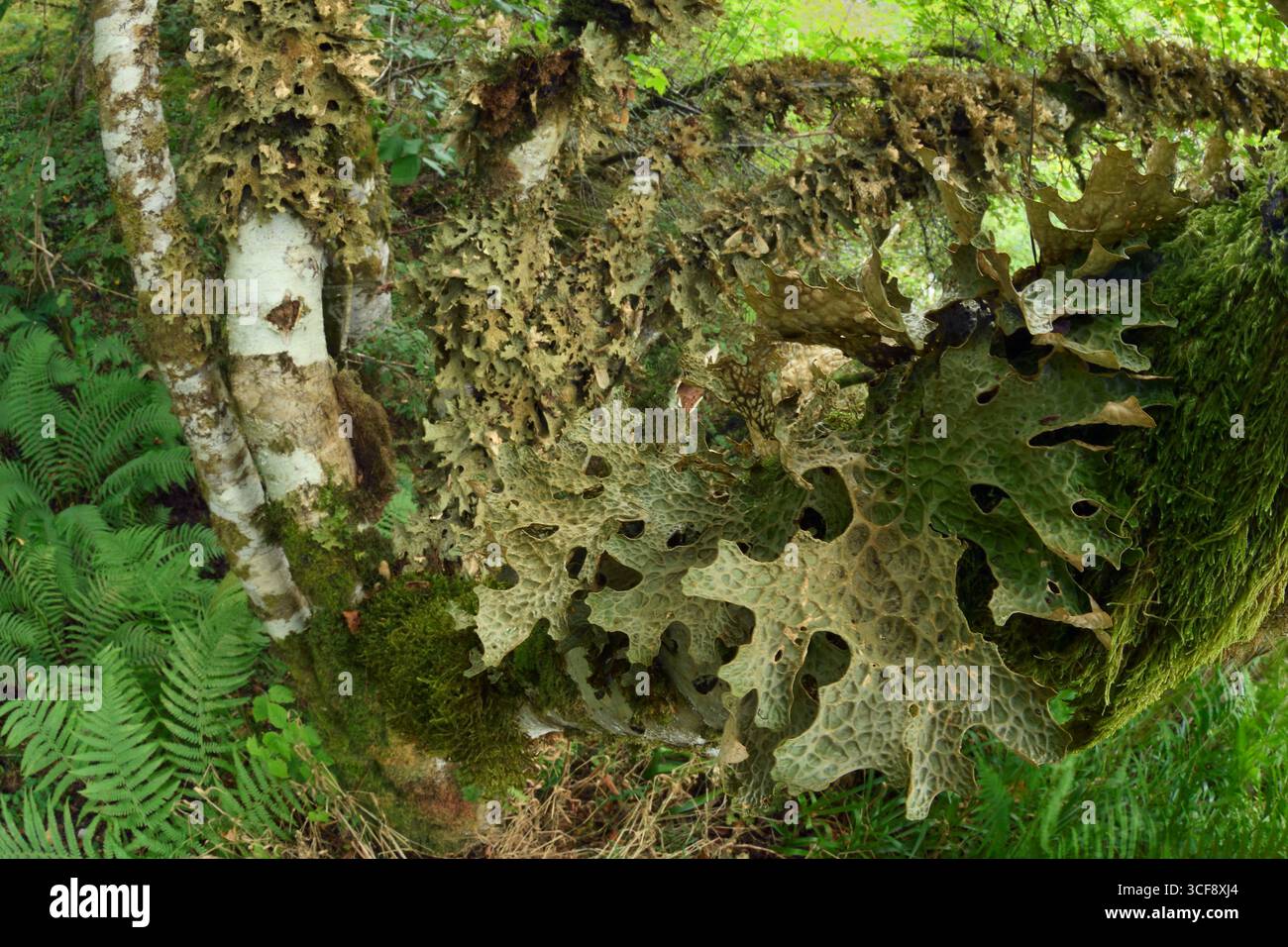 Tree Lungwort Lichen (Lobaria pulmonaria) growing on the trunks of ...