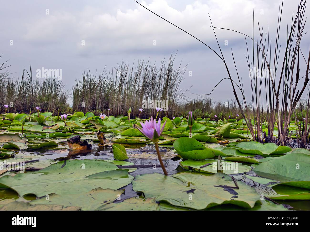Ugandan swamps hi-res stock photography and images - Alamy