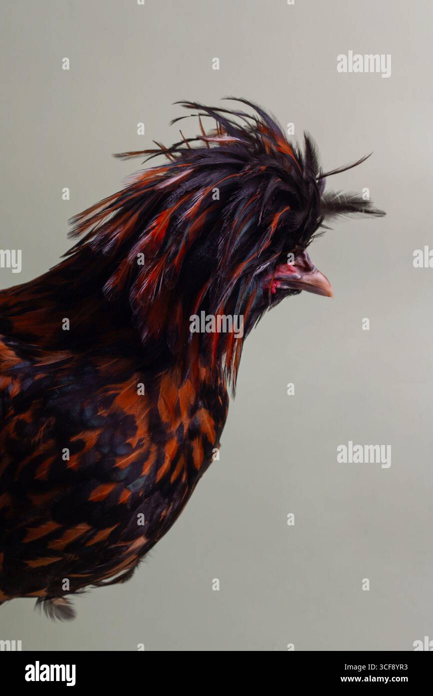 Polish rooster chicken side profile photo Stock Photo - Alamy