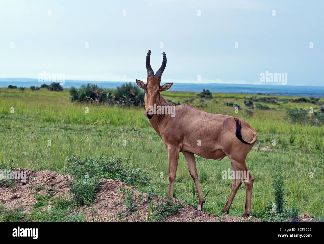 Alcelaphus buselaphus, Kongoni Stock Photo - Alamy