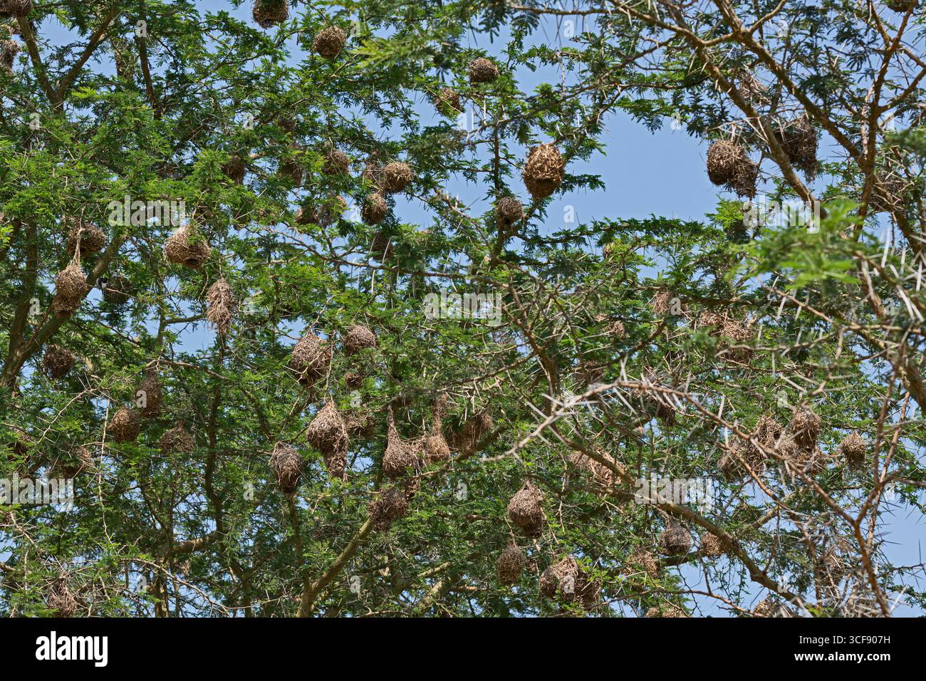 Nests on the same tree hi-res stock photography and images - Alamy