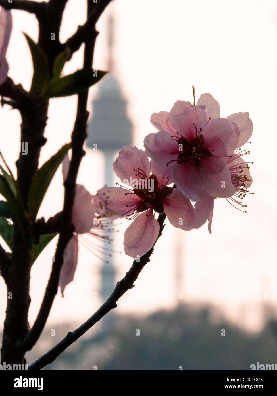 Sunset cherry blossoms hi-res stock photography and images - Alamy