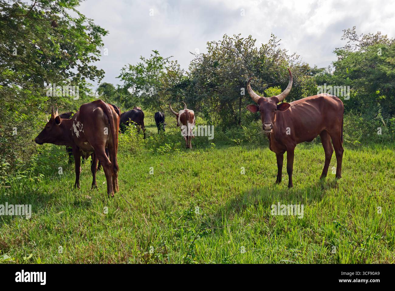 Watusi cows in farm hi-res stock photography and images - Alamy