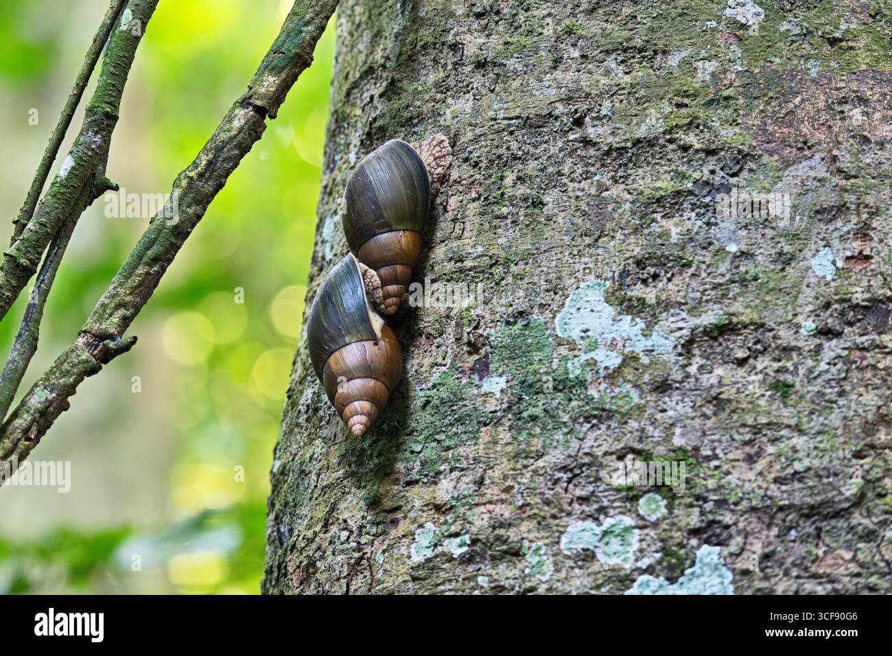 Achatina fulica, Giant African Snail Stock Photo - Alamy