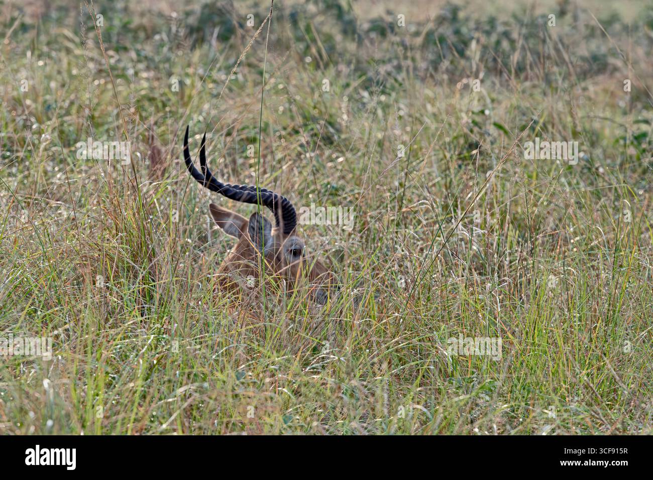 Animals of uganda hi-res stock photography and images - Alamy