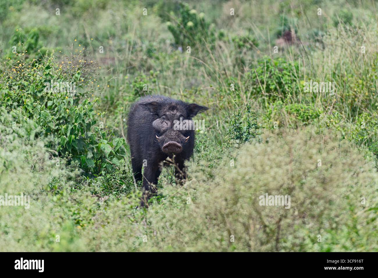 Wild hogs in forest hi-res stock photography and images - Alamy