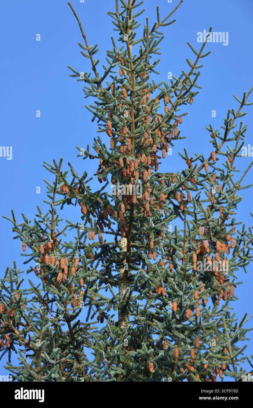 Sitka Spruce (Picea sitchensis) close-up of top of mature tree showing ...