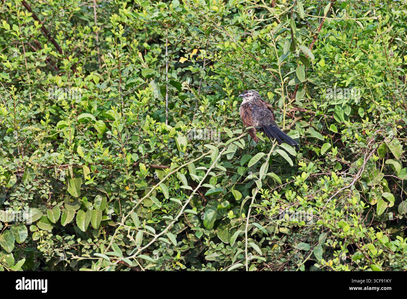 Centropus senegalensis, Senegal Coucal Stock Photo - Alamy
