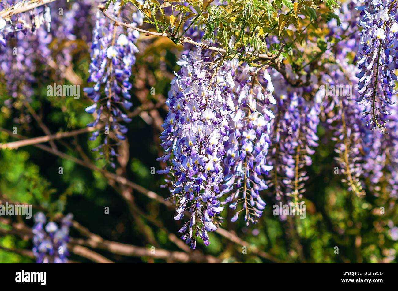 Chinese wisteria. Fragrant classic purple flowers in hanging clusters ...