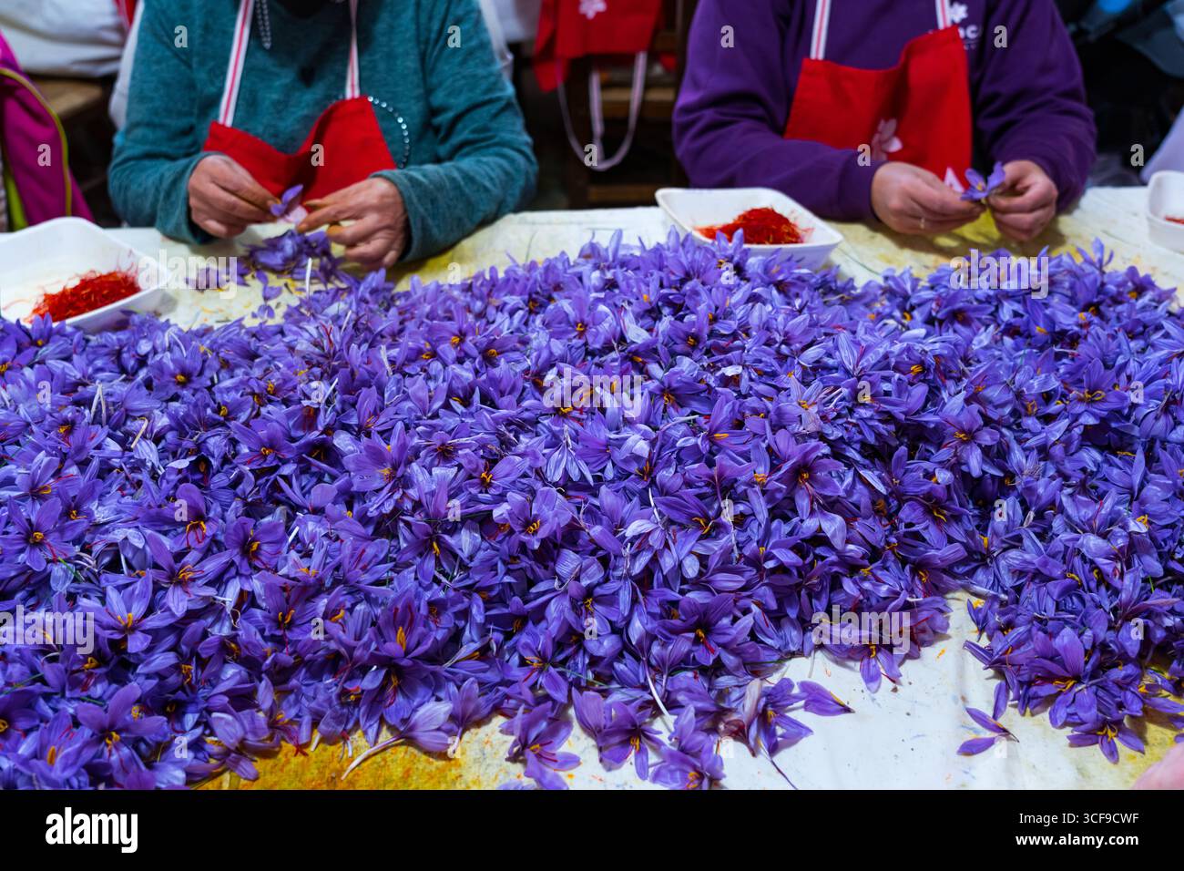 The process of "desbriznar" or "esbriznar" (picking) saffron by hand ...