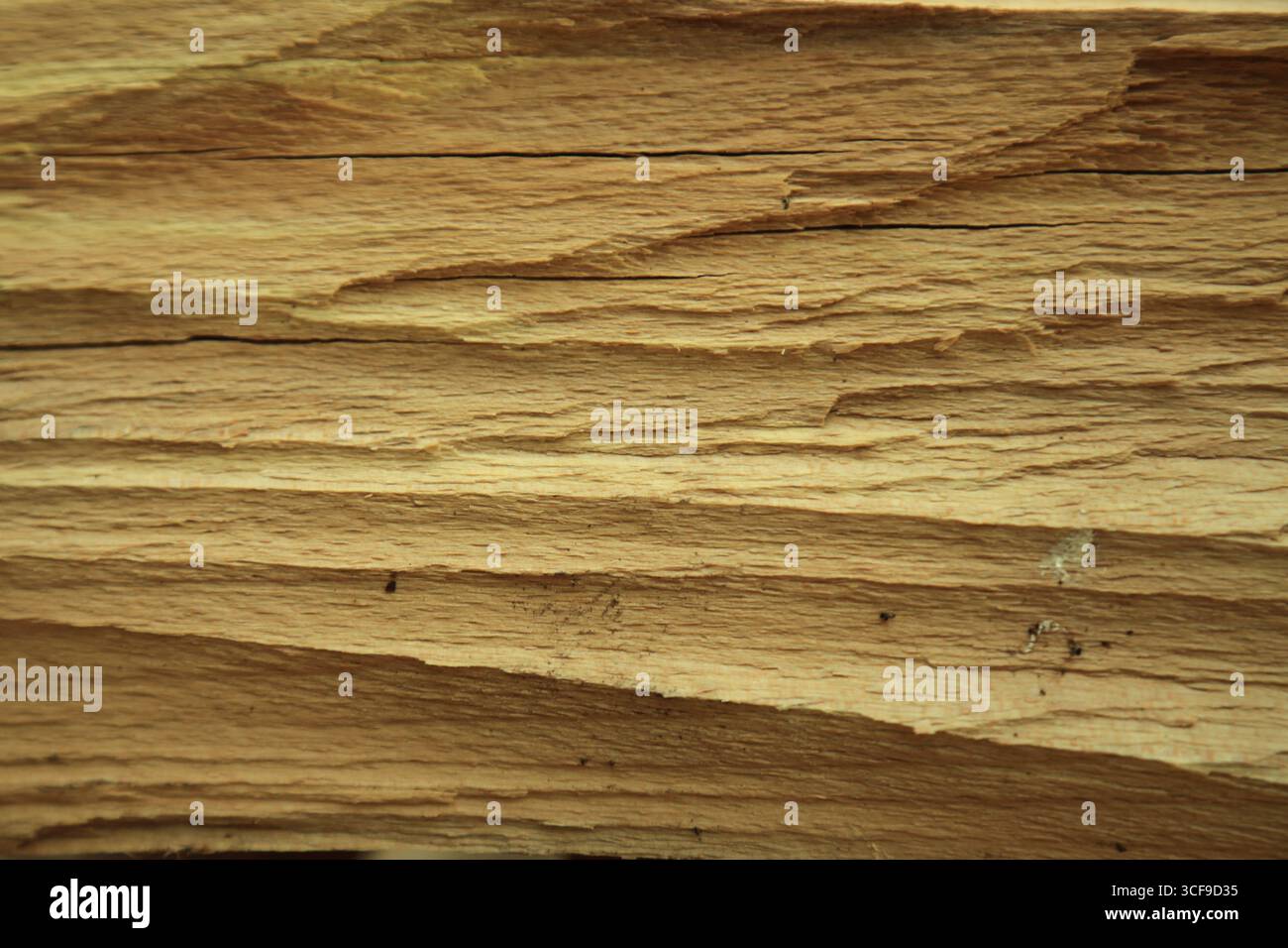 Woodmicrostructure hi-res stock photography and images - Alamy