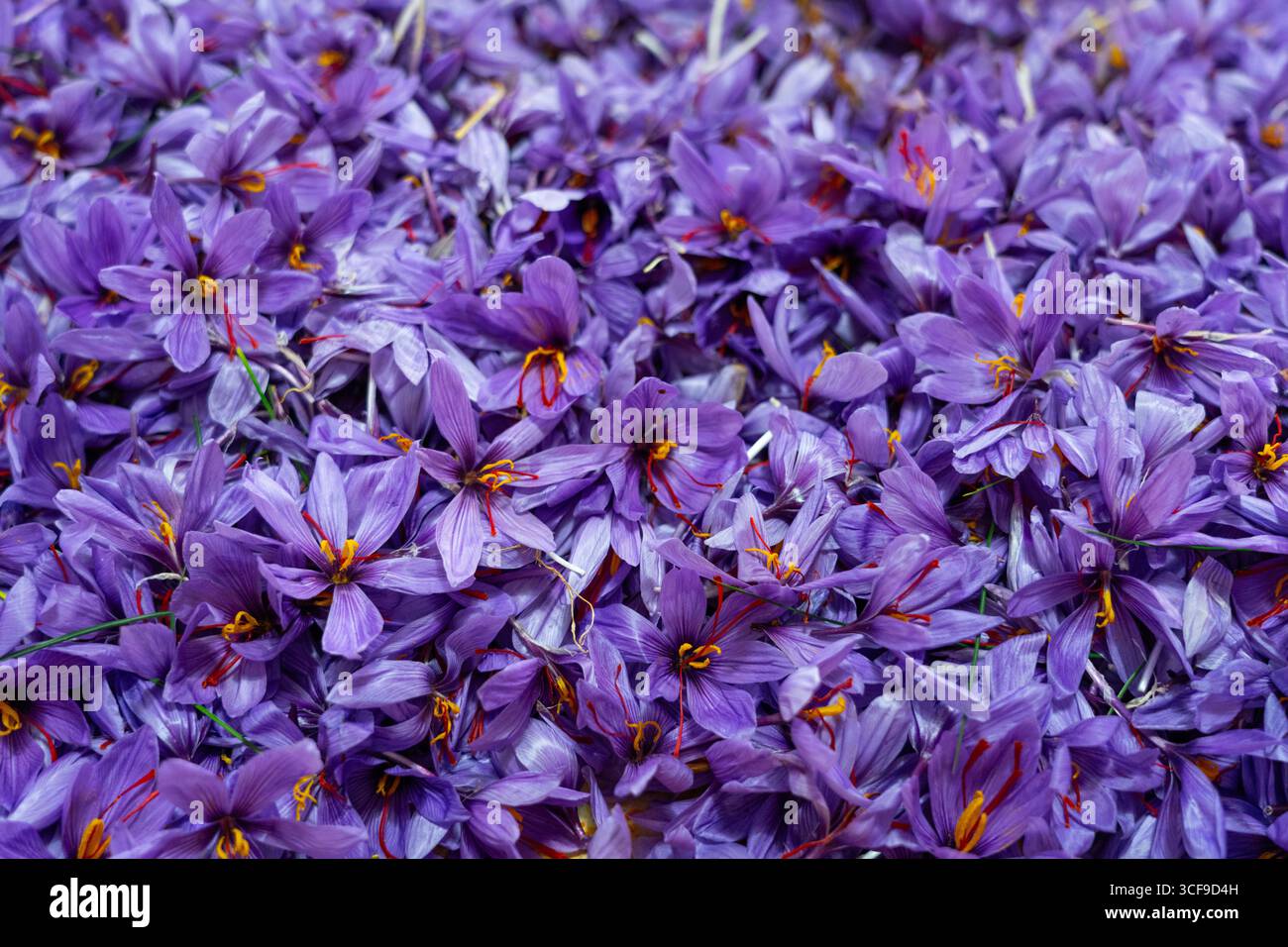 The process of "desbriznar" or "esbriznar" (picking) saffron by hand ...