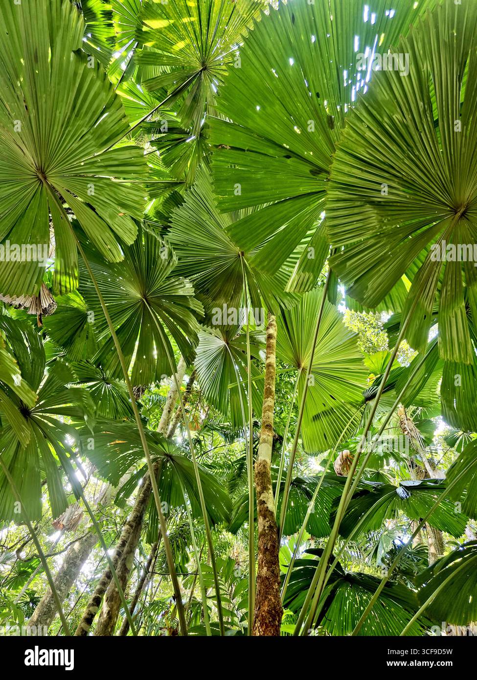 Fächerpalmen, bunte Blumen, Pflanzen, Bäume, Trees, im Daintree ...