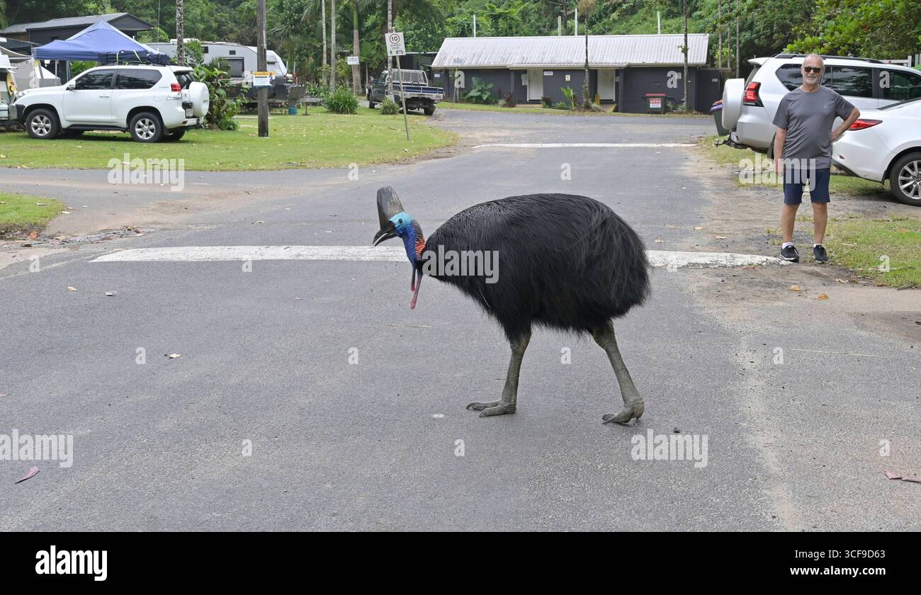 Kasuar am Strand Etty Bay / Queensland, kann man mit Glück Kasuwaren ...
