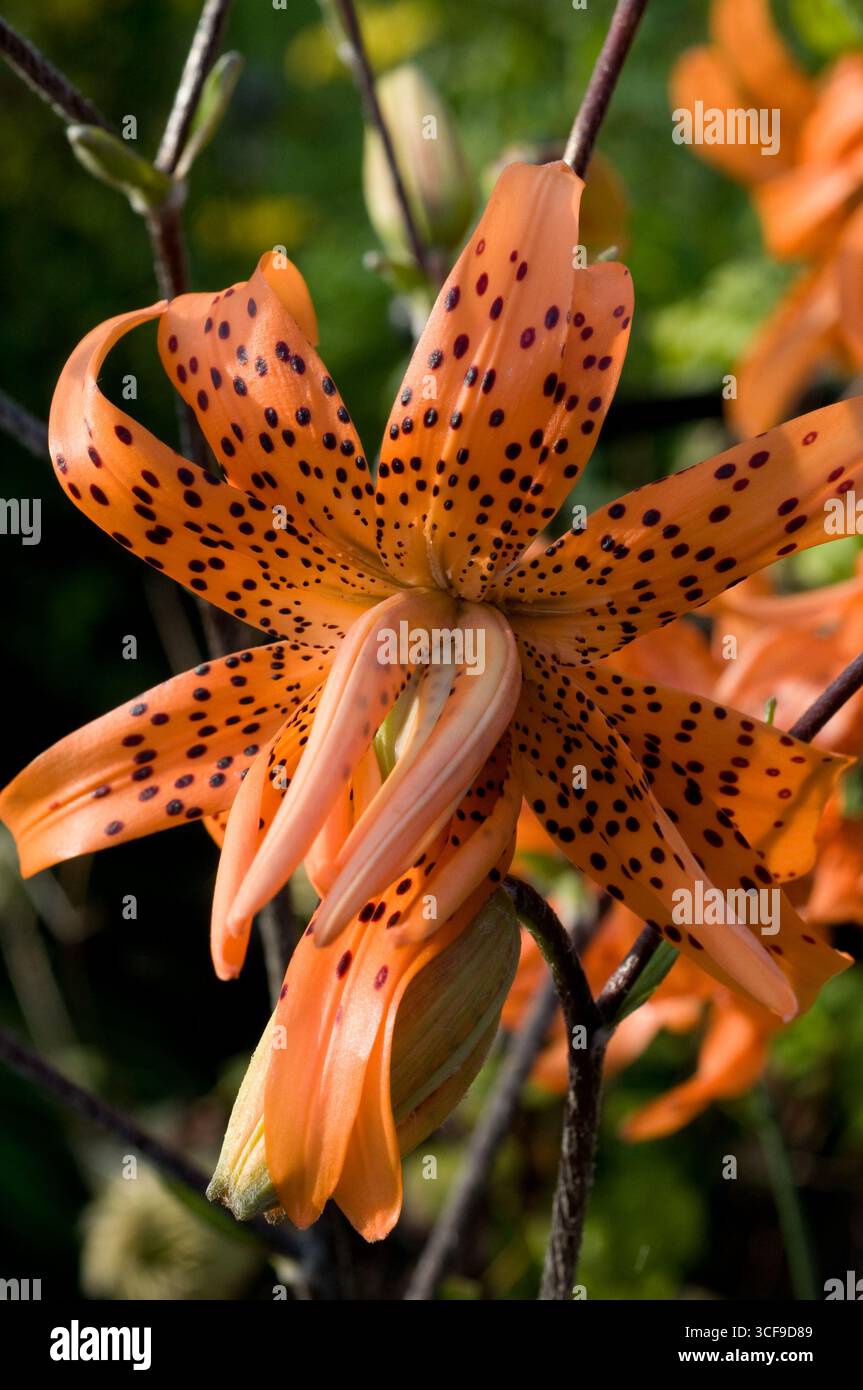 Orange spotted double tiger lily hi-res stock photography and images ...