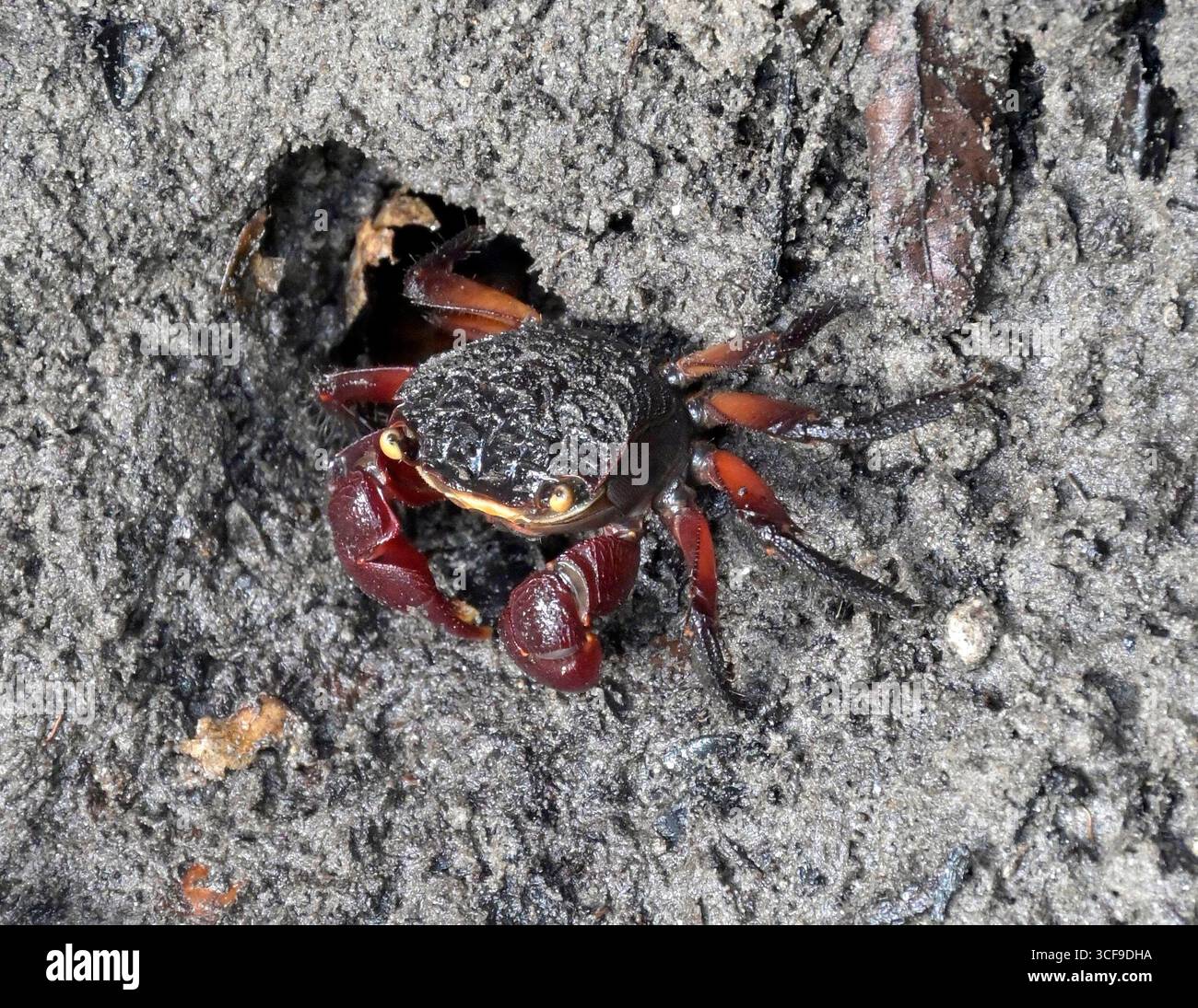 Rote Mangrovenkrabbe im Schlamm beim Cap Tribulation, Regenwald ...