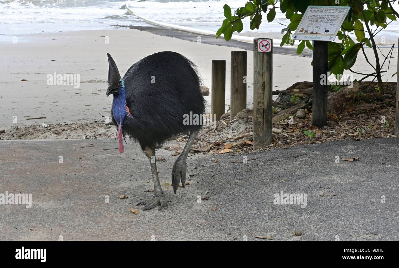 Kasuar am Strand Etty Bay / Queensland, kann man mit Glück Kasuwaren ...