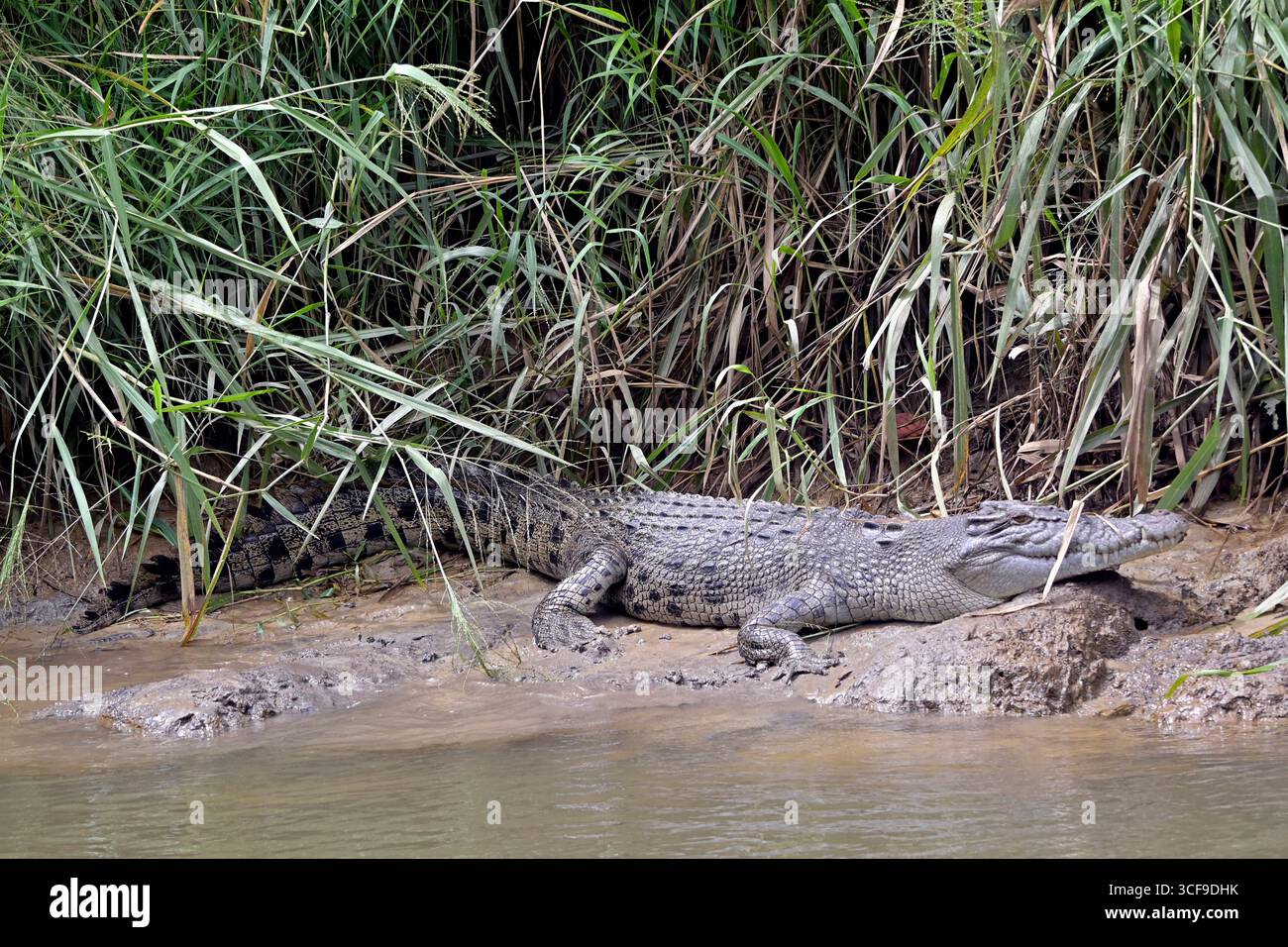 Krokodil im Daintree River, Cairns, Queensland, Australien, Australia, Regenwald, Rainforest ...