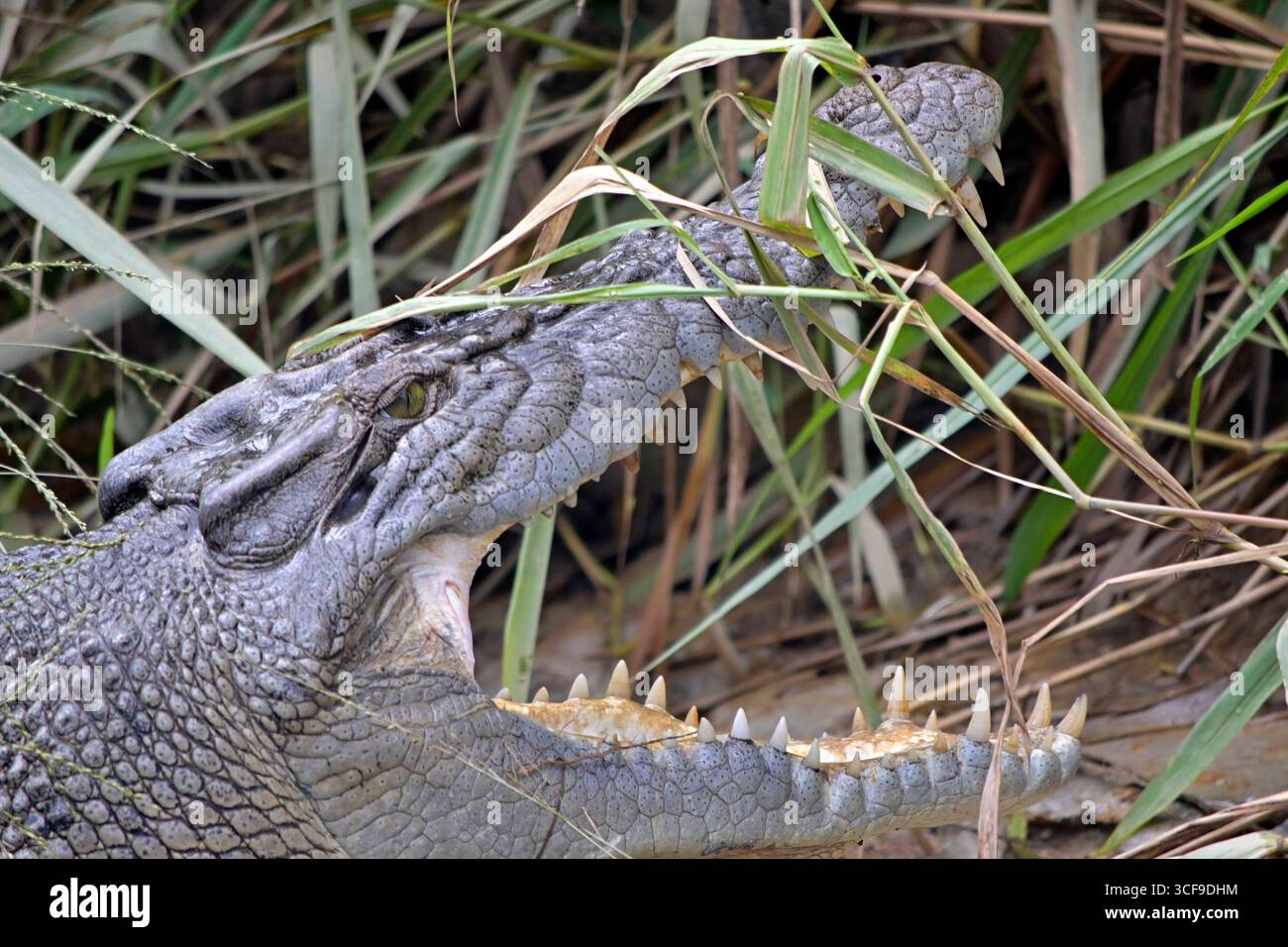 Krokodil im Daintree River, Cairns, Queensland, Australien, Australia ...