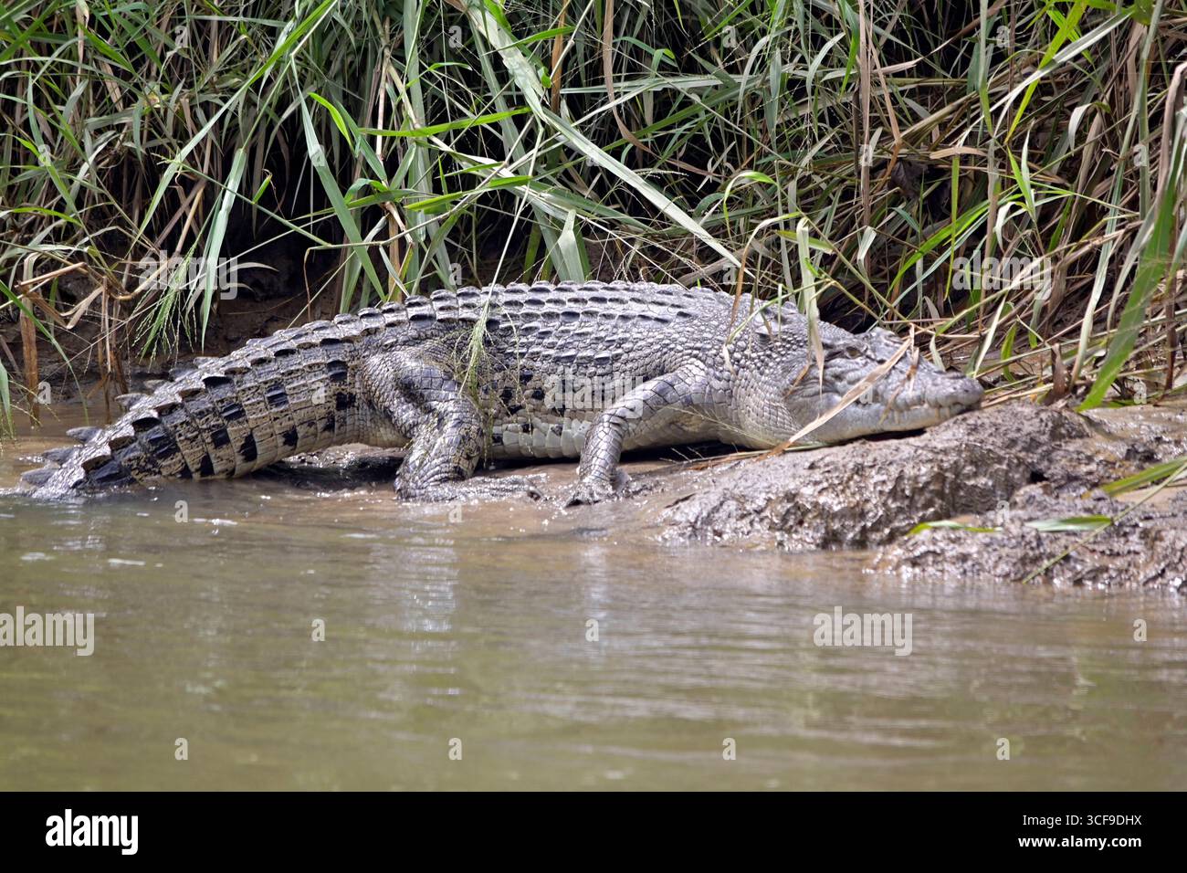 Krokodil im Daintree River, Cairns, Queensland, Australien, Australia ...