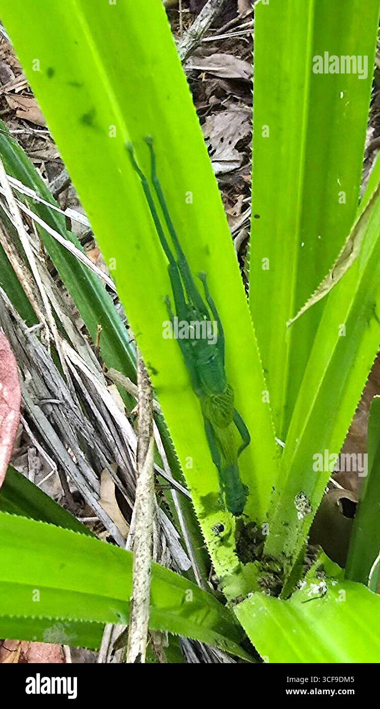 Peppermint Stick Insect, Daintree Regenwald, Rainforest Queensland ...