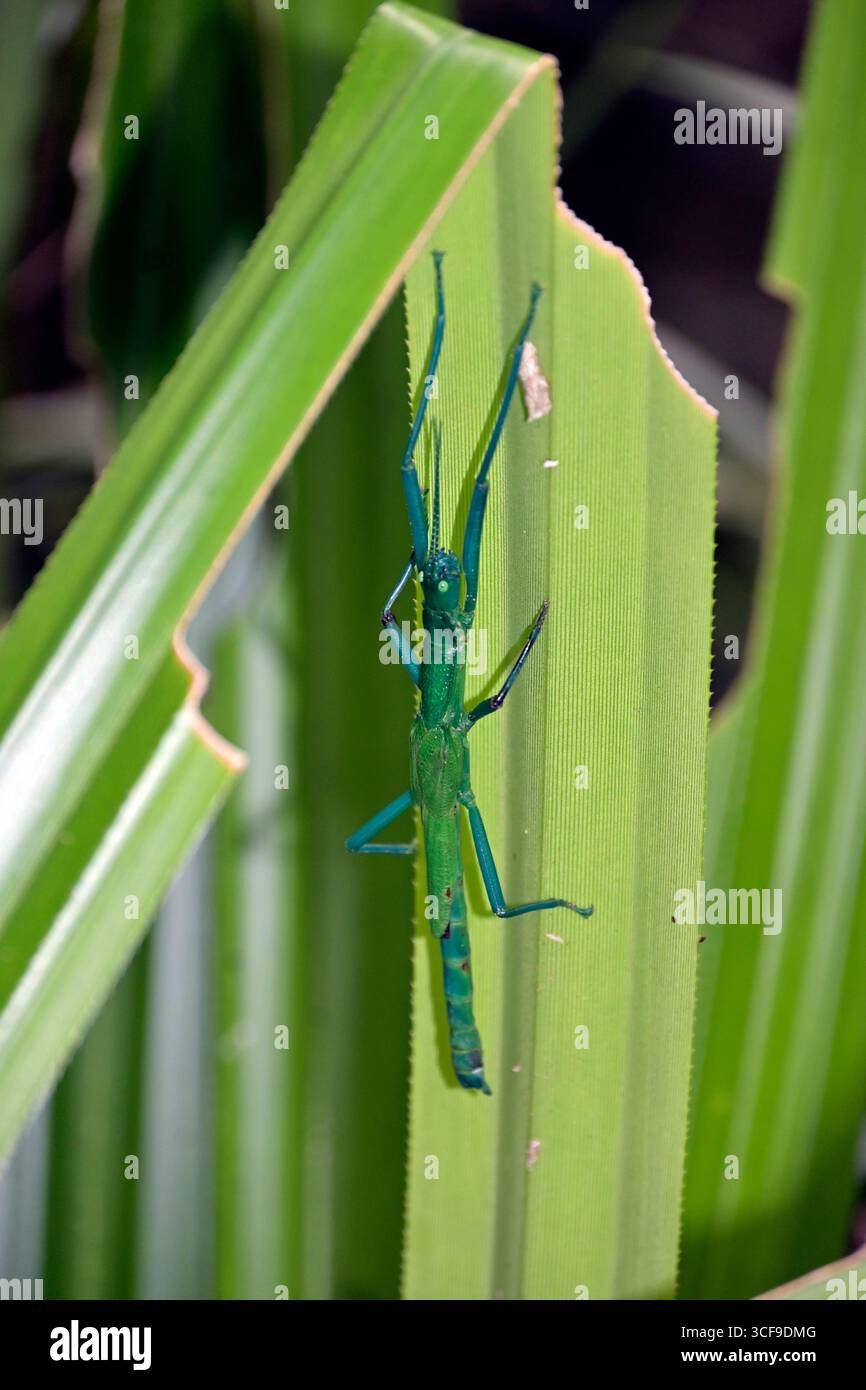 Peppermint Stick Insect, Daintree Regenwald, Rainforest Queensland ...