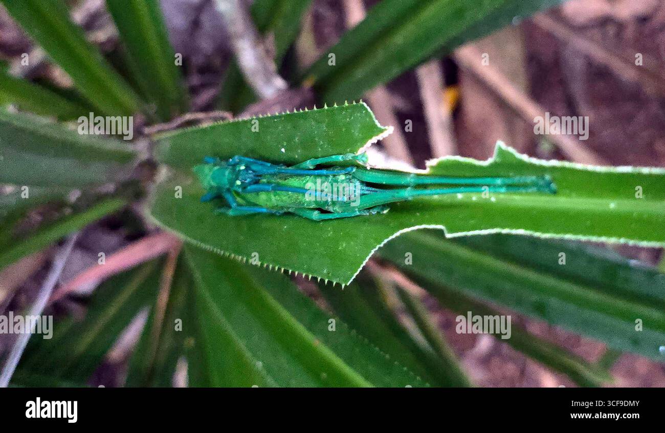 Peppermint Stick Insect, Paarung, Daintree Regenwald, Rainforest ...