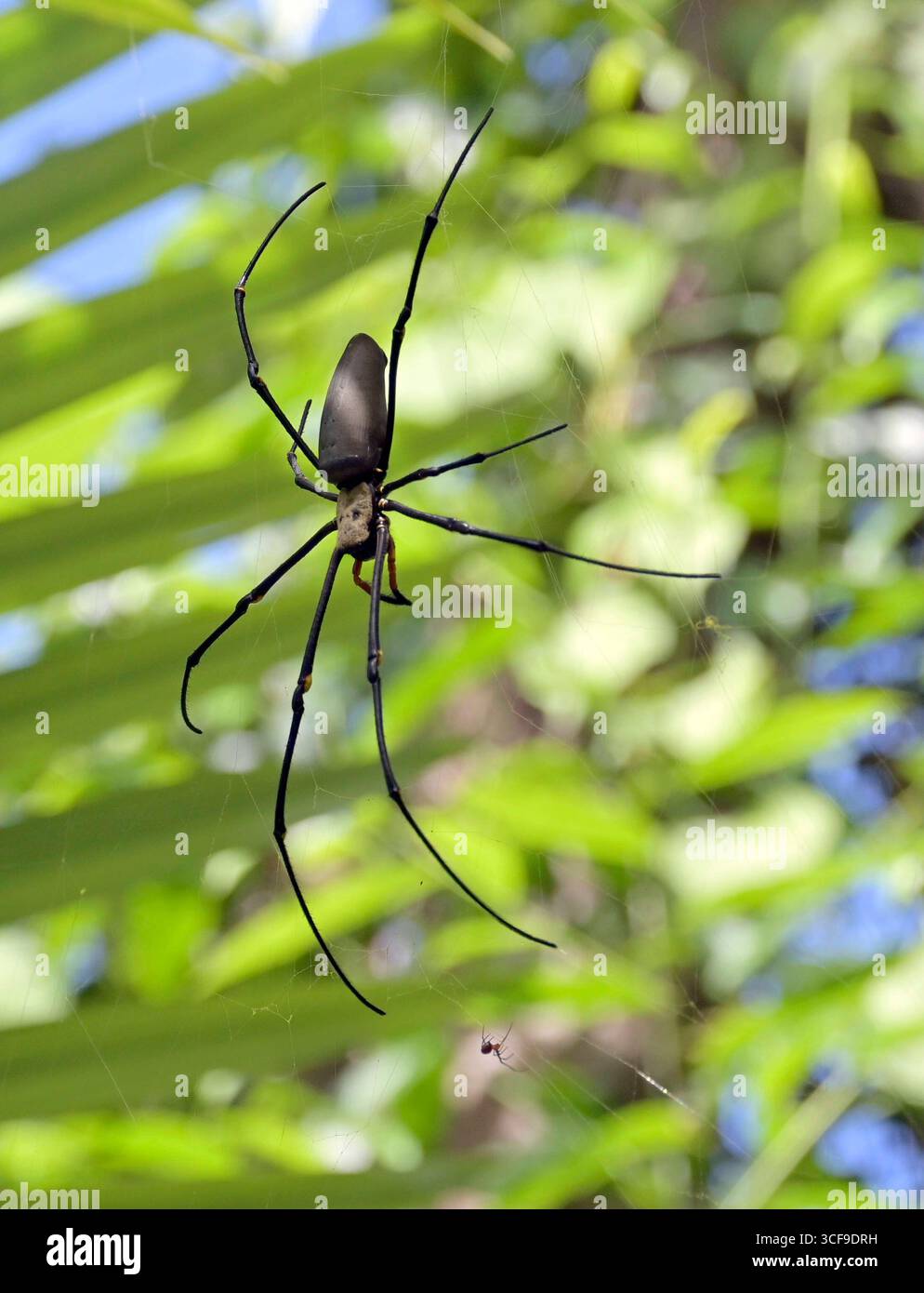Seidenspinne, Nephila pilipes. Die Art gehört zu den größten ...