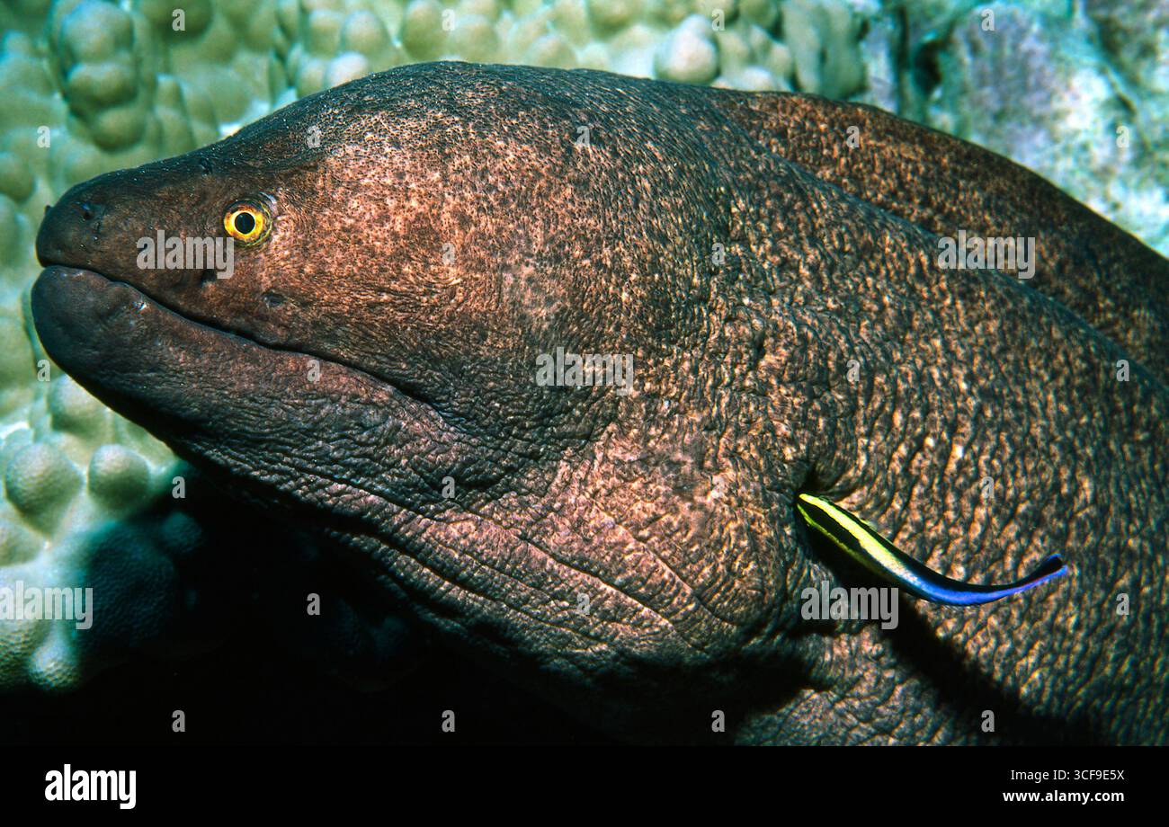 Cleaner wrasse face hi-res stock photography and images - Alamy
